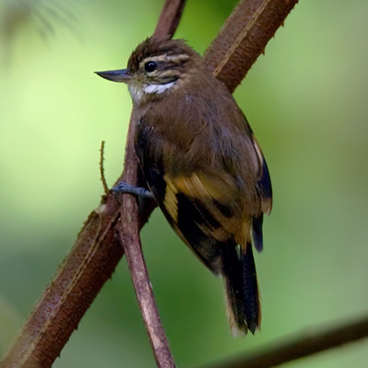 Xenops Facts Black Bushbird Facts For Kids
