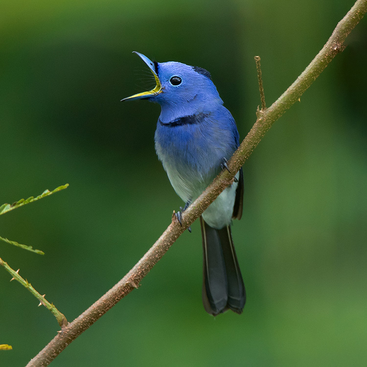 Black Naped Monarch Black Naped Monarch Hypothymis Azurea