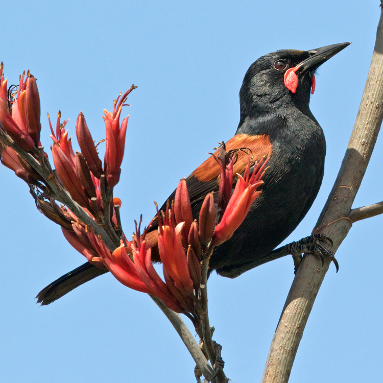 Saddleback Bird