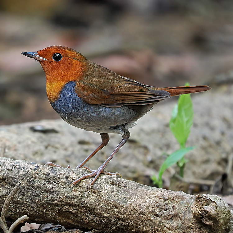 Japanese Robin Bird