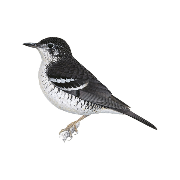 White Thrush