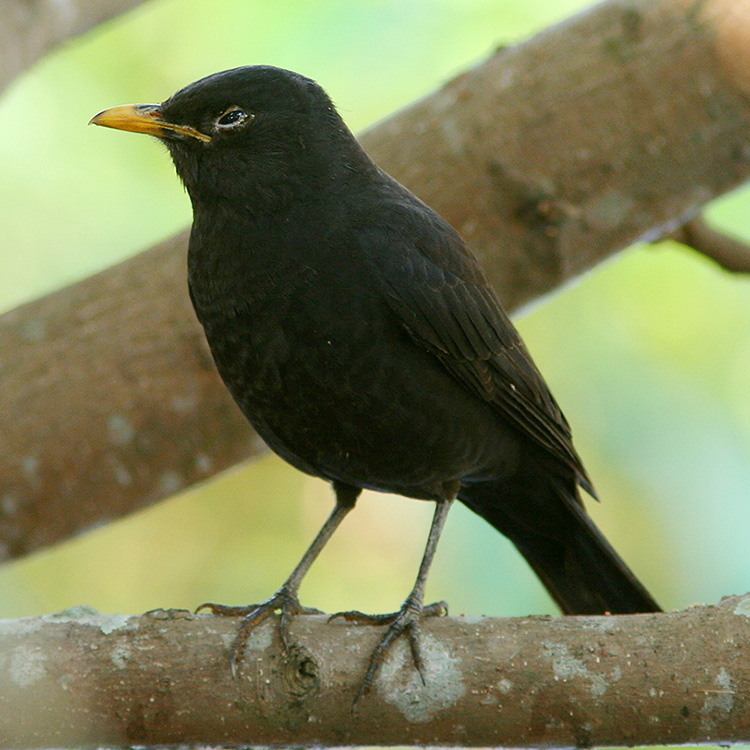 Chinese Bird Species