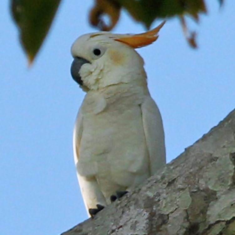 Cockatoo Citron Citron Crested Cockatoo Health : Ultimate Guide On