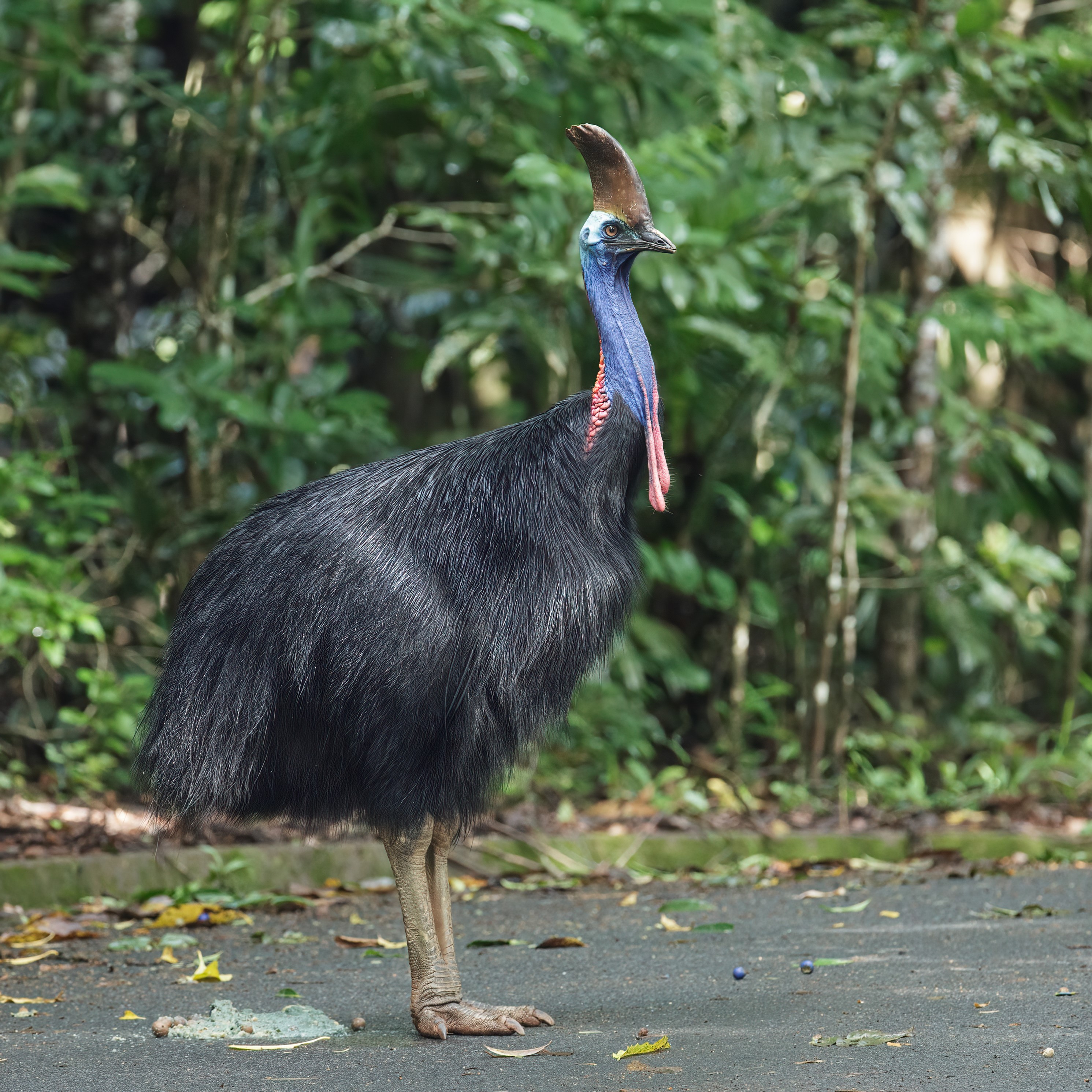 Cassowary Cute Southern Cassowary By Birdorable