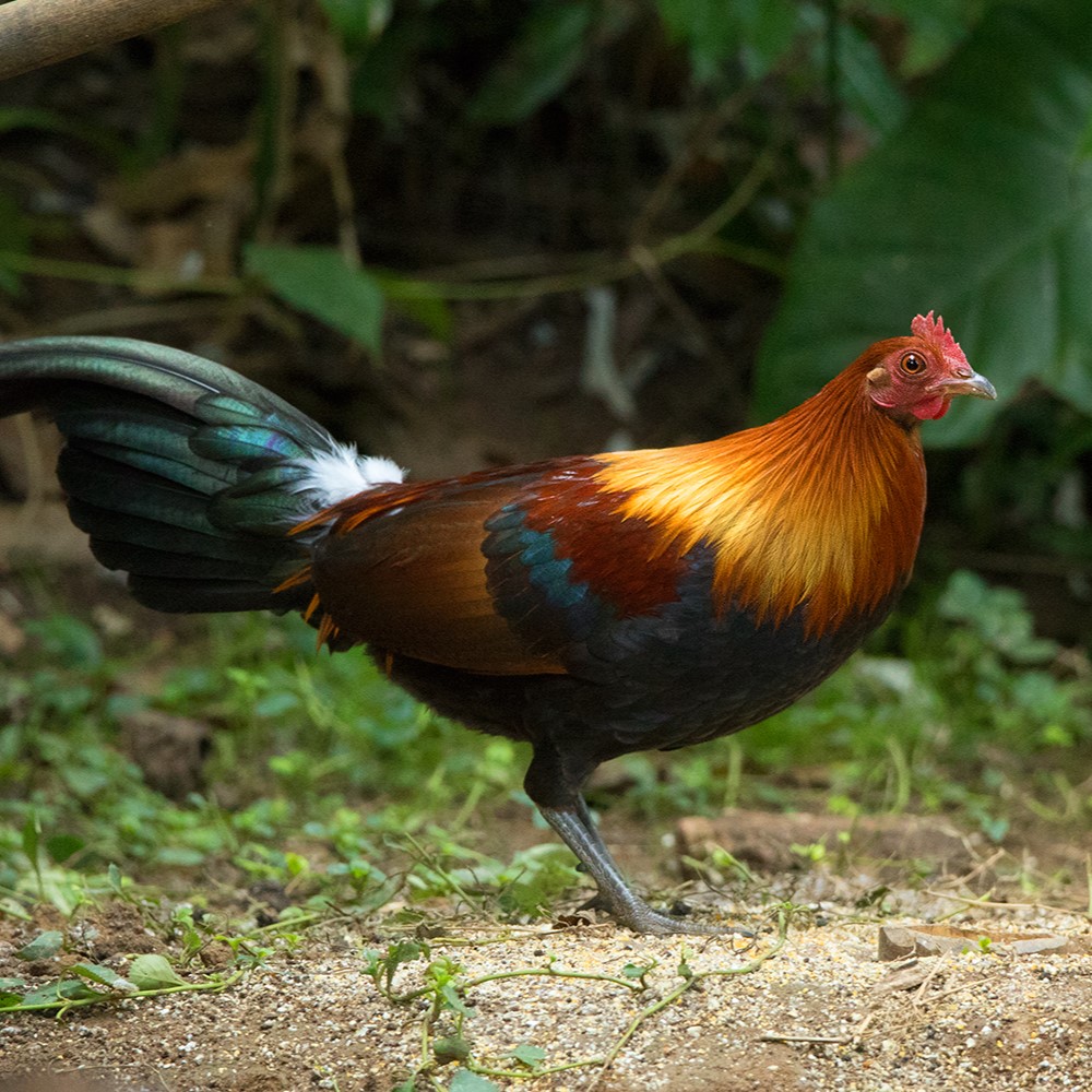 Red Jungle Fowl Photo