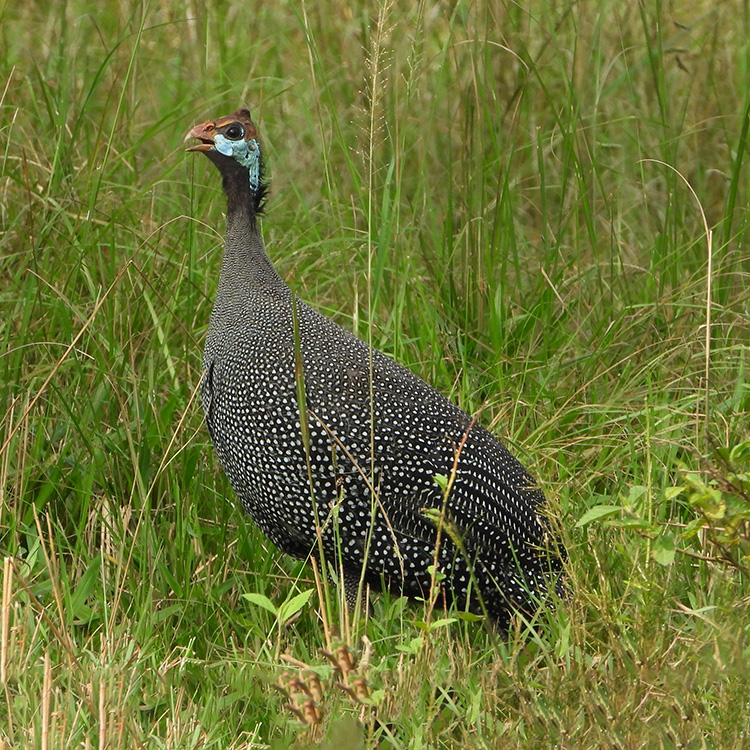Helmeted Guinea Fowl Origin