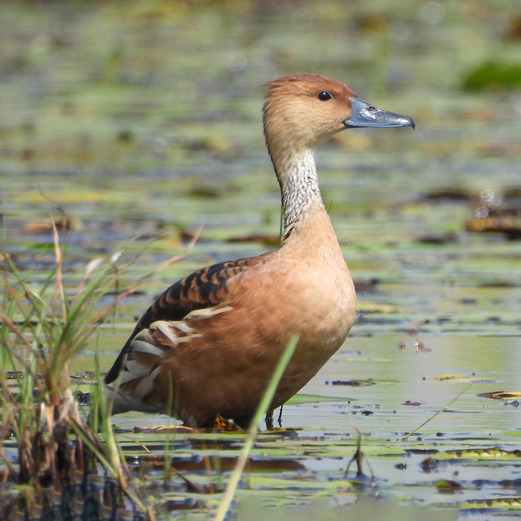 Fulvous Whistling Duck