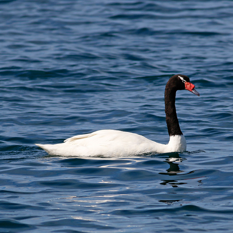 Black Necked Swan Sound