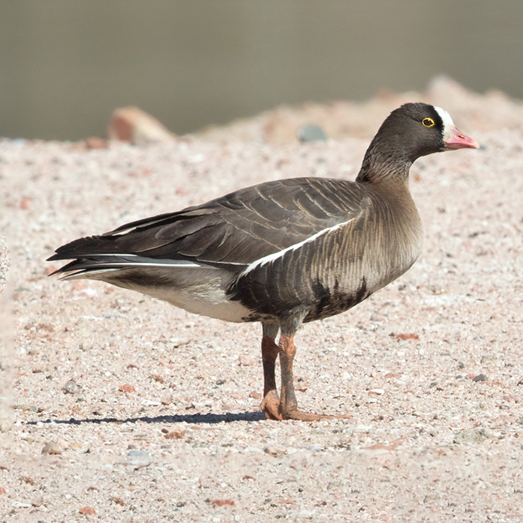 Birds From Iraq