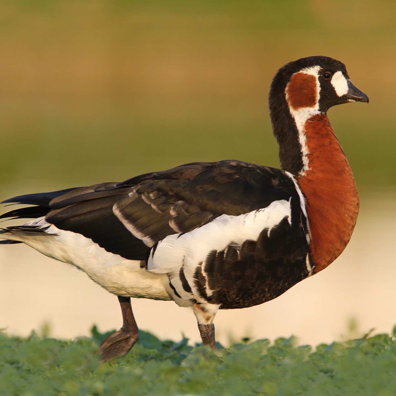 Birds From Iraq