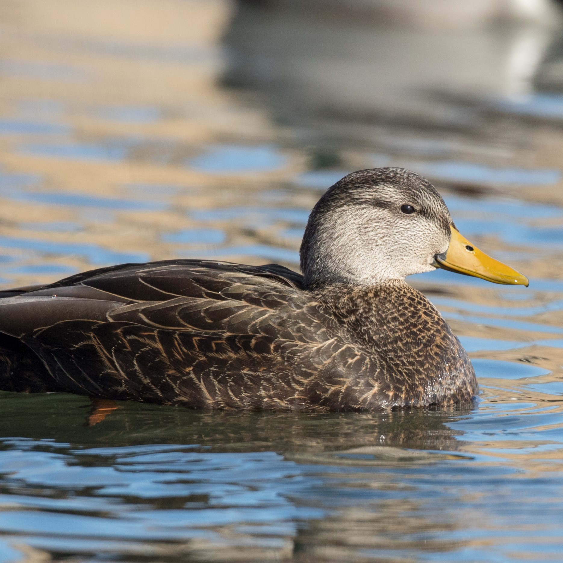 Afro Duck Species
