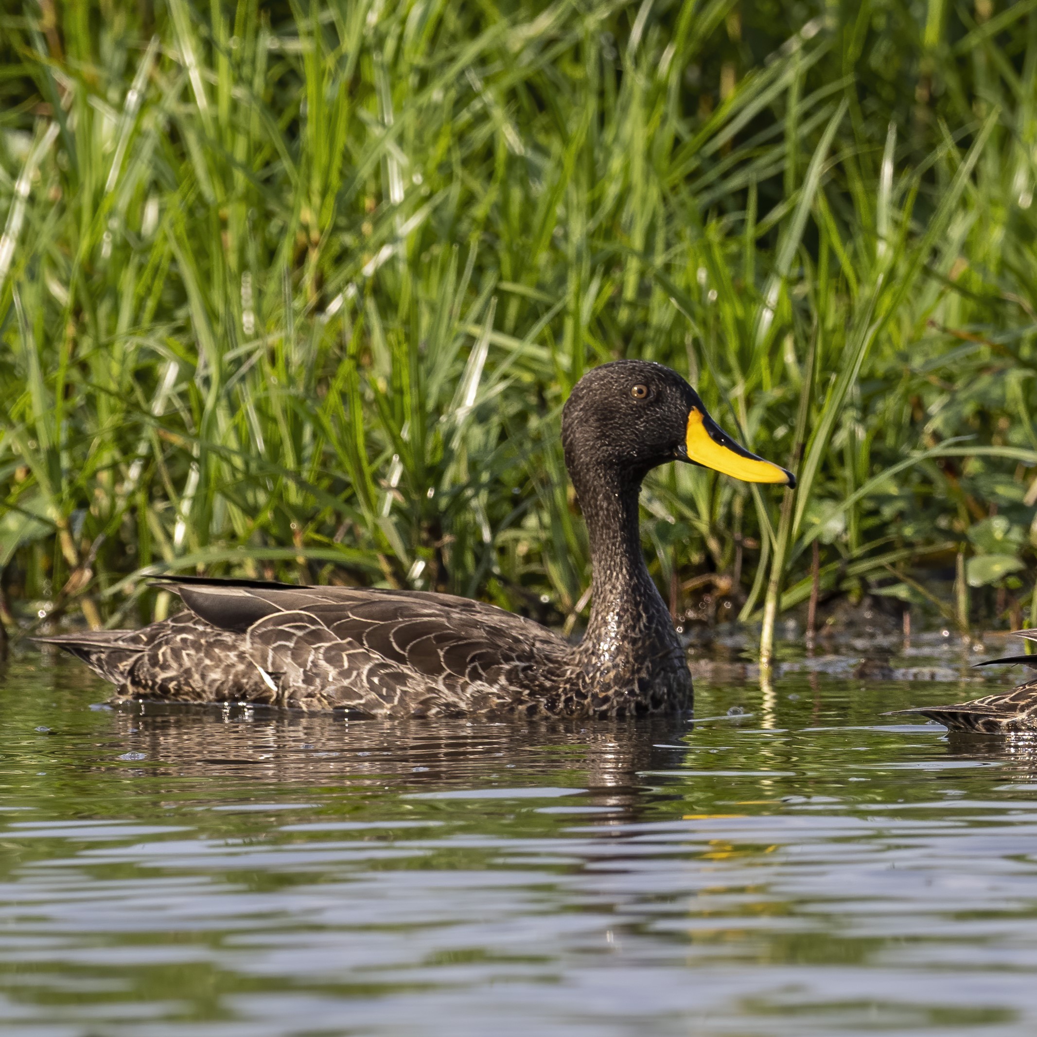 Yellow Billed Duck Uk