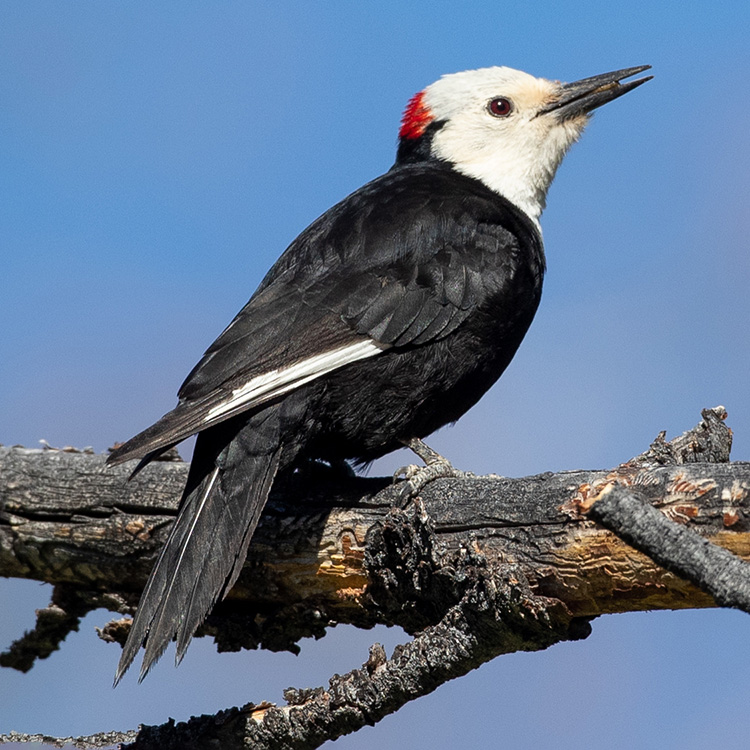 White Headed Woodpecker Uk