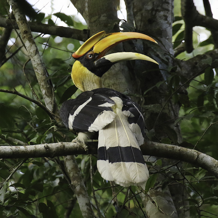 Great Indian Hornbill Endangered
