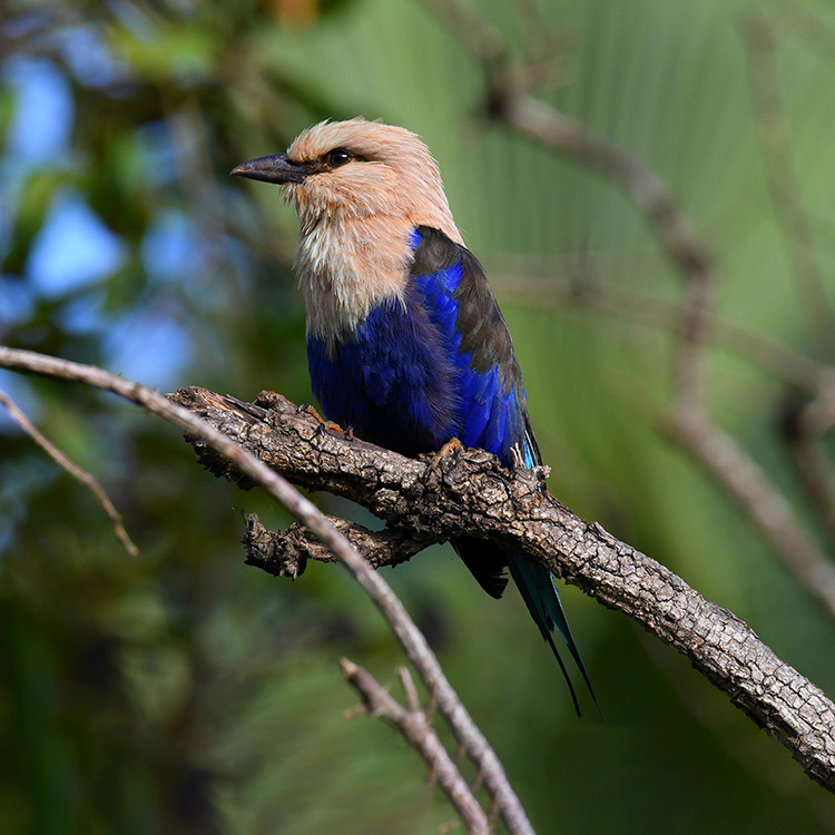 Blue Bellied Roller Blue Bellied Roller (Coracias Cyanogaster)