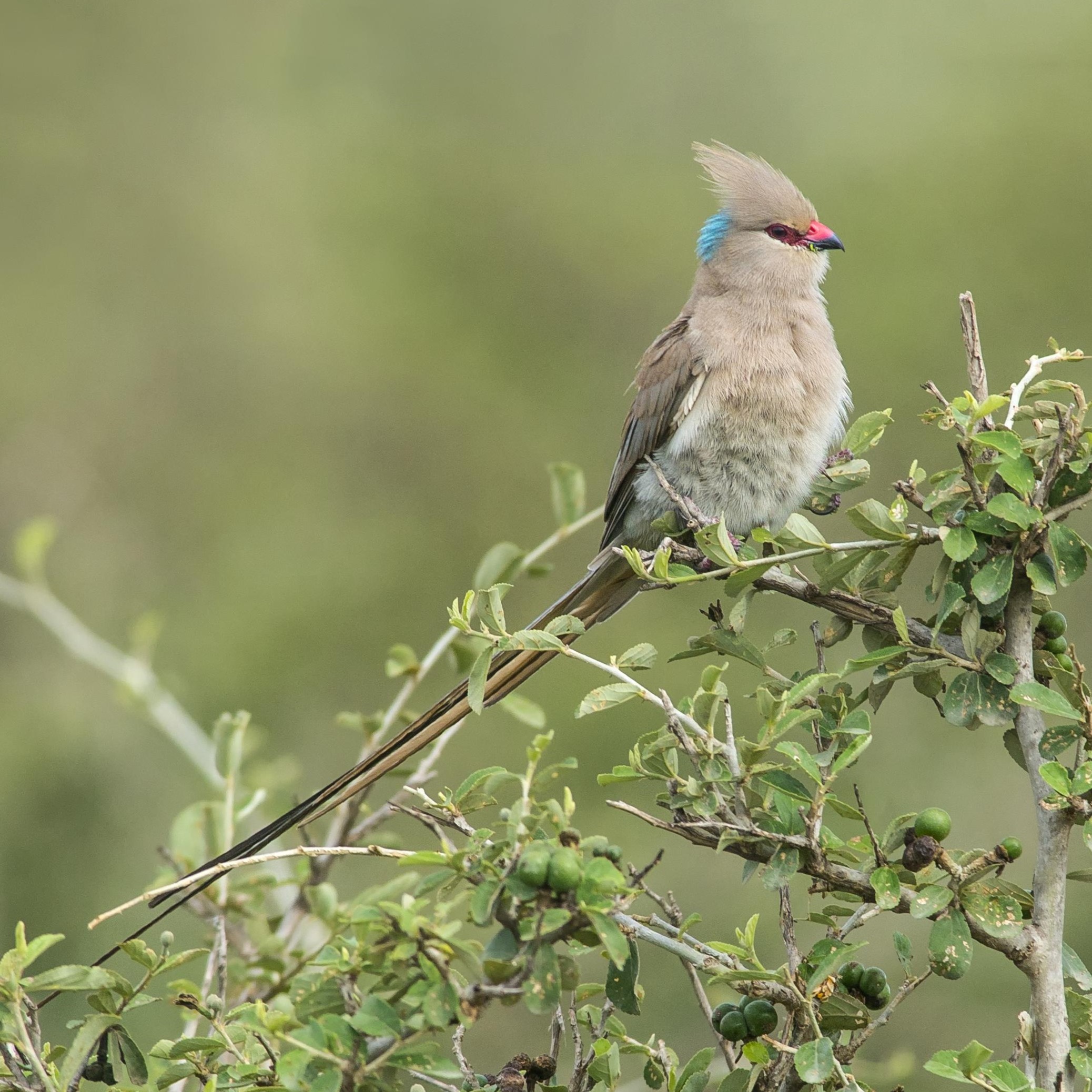 Blue Naped Mousebird Blue Naped Mousebirds (Urocolius Macrourus) | All