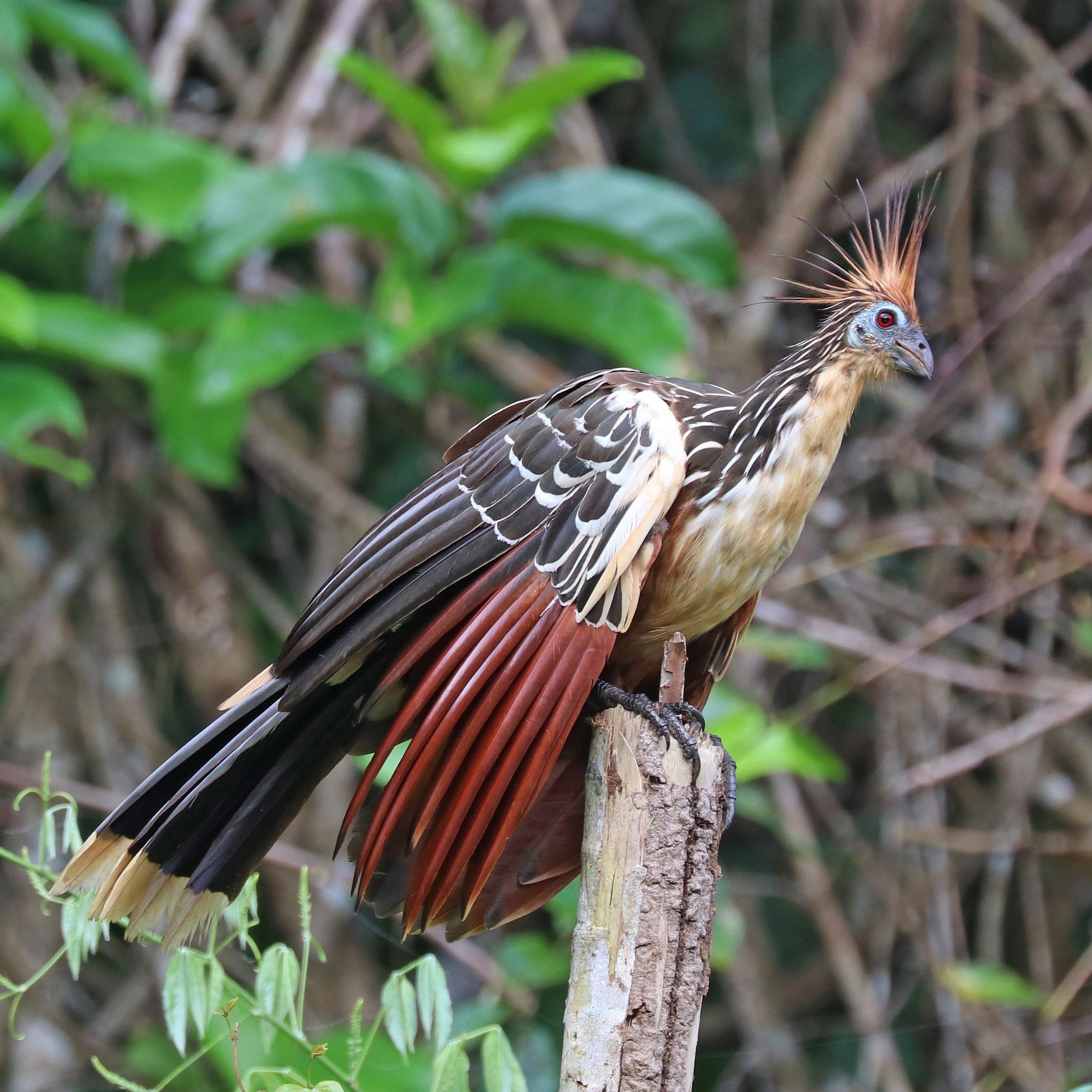 What Is A Hoatzin Bird