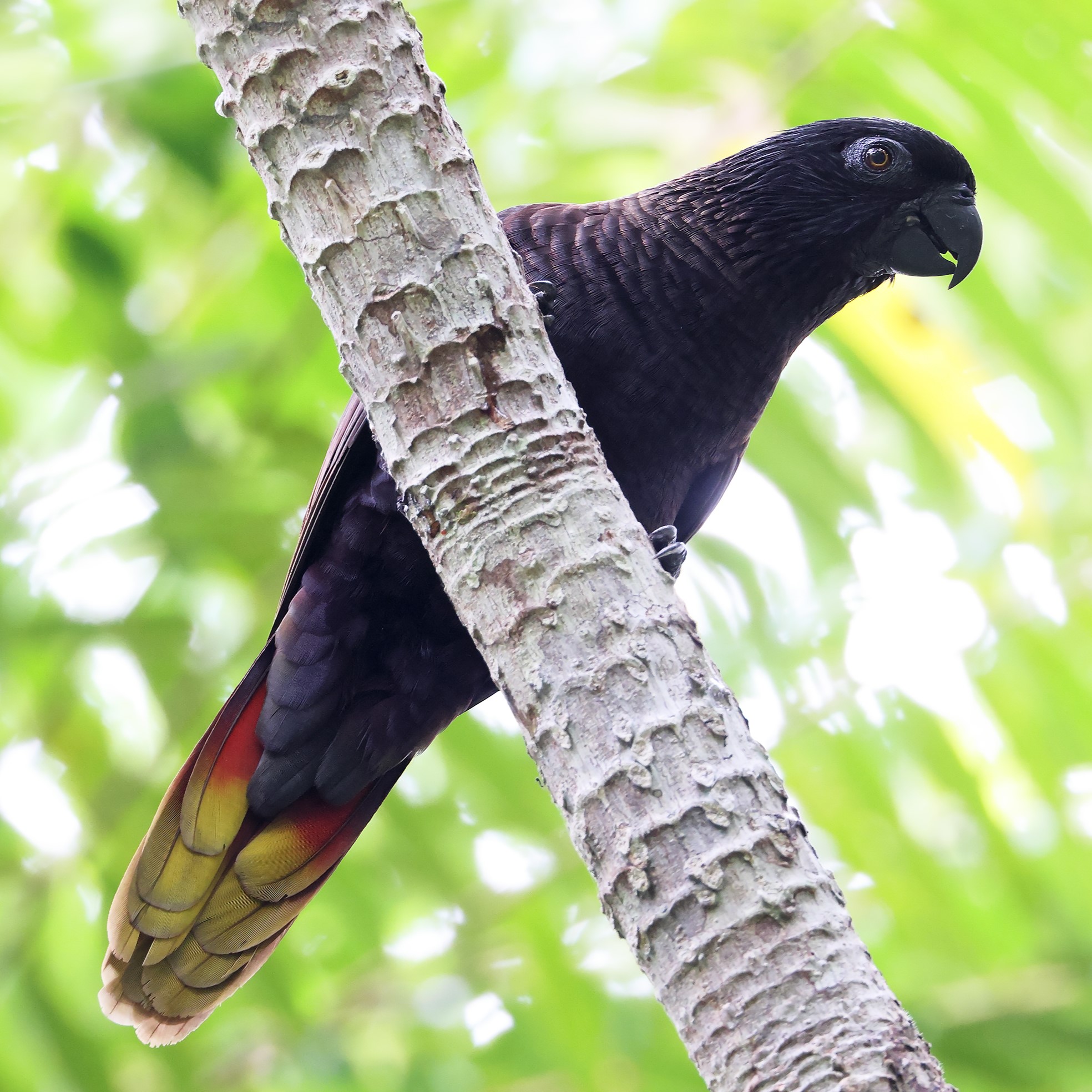 Black Lory Blue Breasted Black Capped Lory For Sale | Parrots