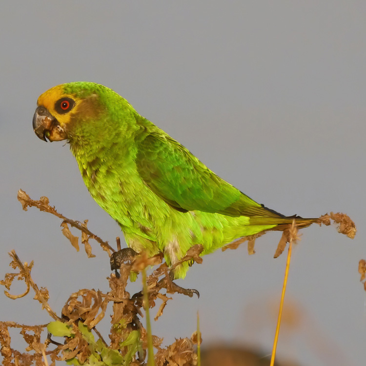 Yellow Parrots Species Cohabitating Different Parrot Species: Key