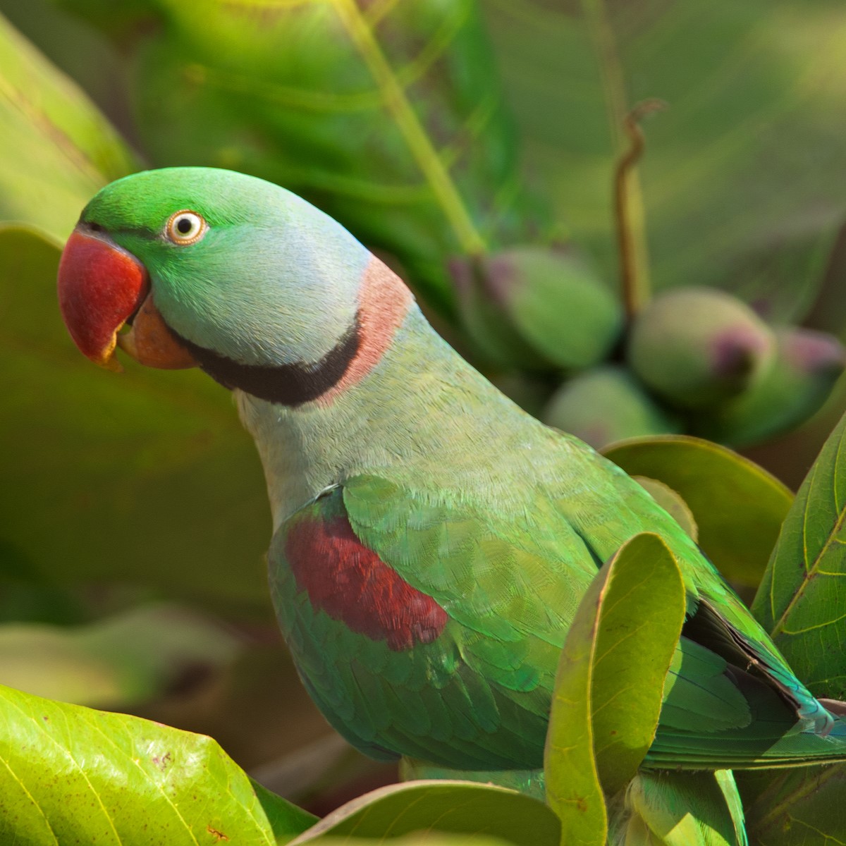 Alexandrine Parrot