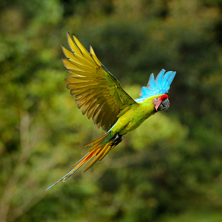 Green Macaw The ARA Project Saving The Great Green Macaw Hagen