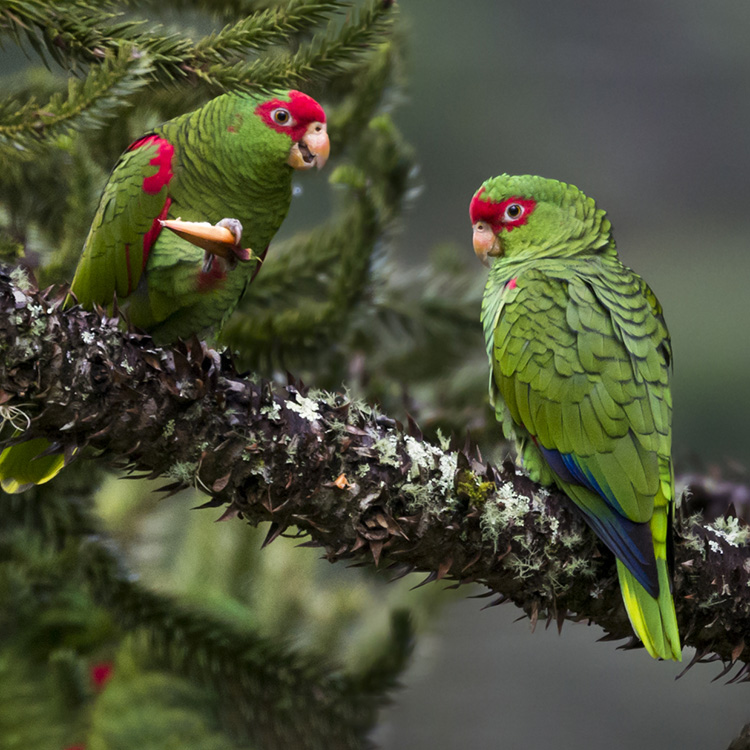 Morsure De Perroquet Amazonien Jouet En Bois Coloré Pour Grands
