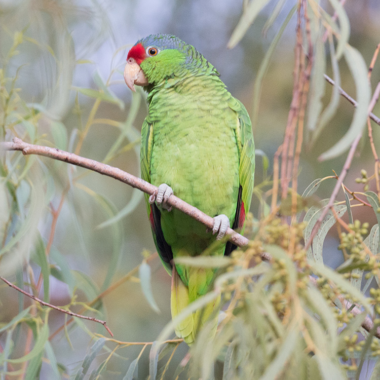 Red Crowned Parrot