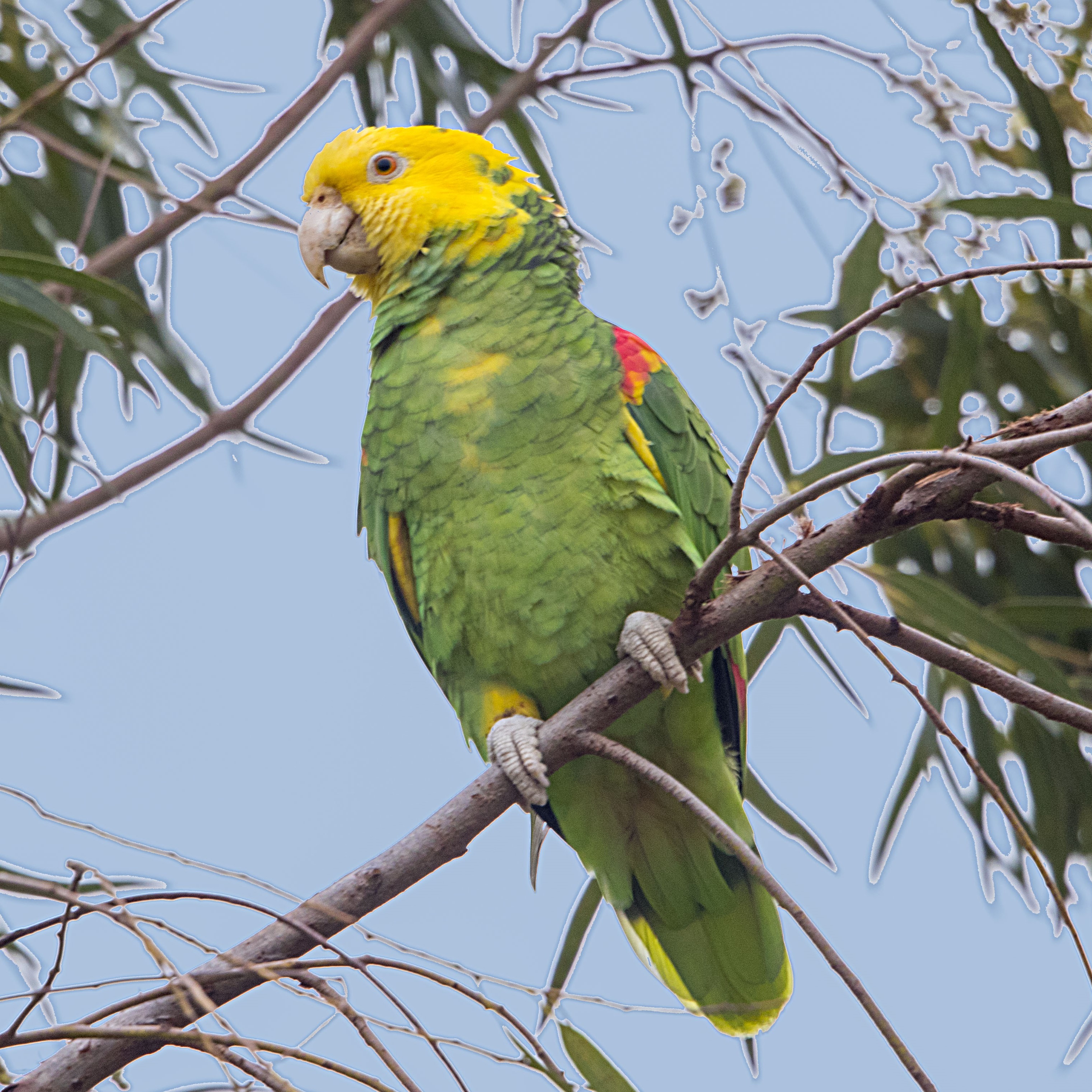 Yellow headed Amazon Amazona Oratrix Species BirdLife DataZone
