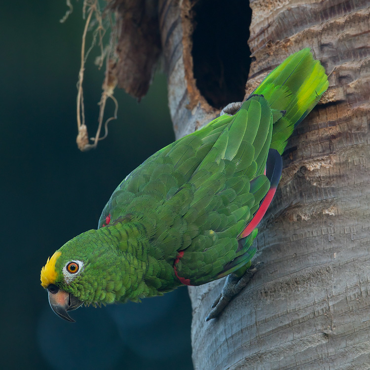 Yellow Crowned Parrot