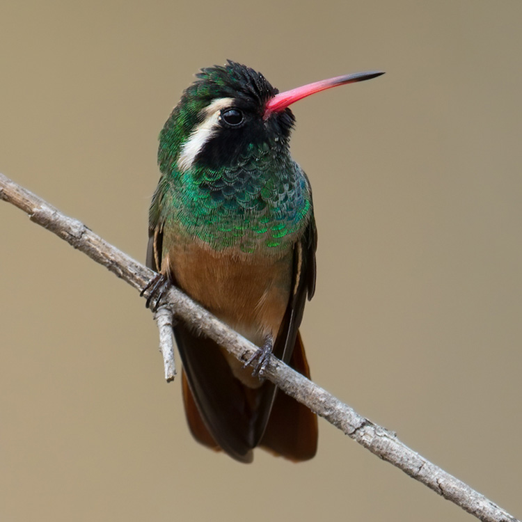 Xantus's Hummingbird Predators