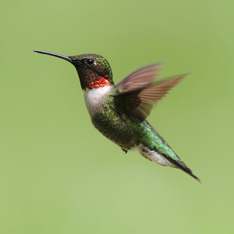 Ruby Throated Hummingbird Information