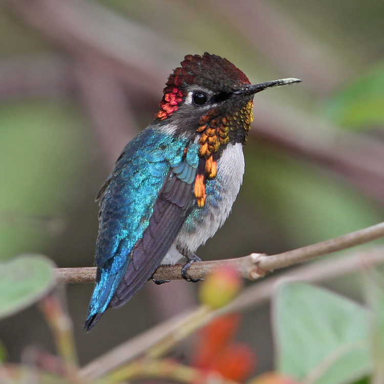 Endangered Hummingbirds One Of The World's Rarest Hummingbirds Makes A