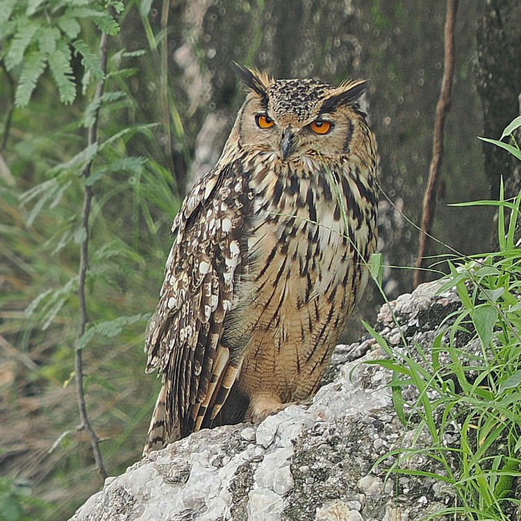 Rock Brown Owls