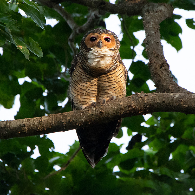 Spotted Wood Owl My First Time Seeing An Owl In The Wild! This Cutie