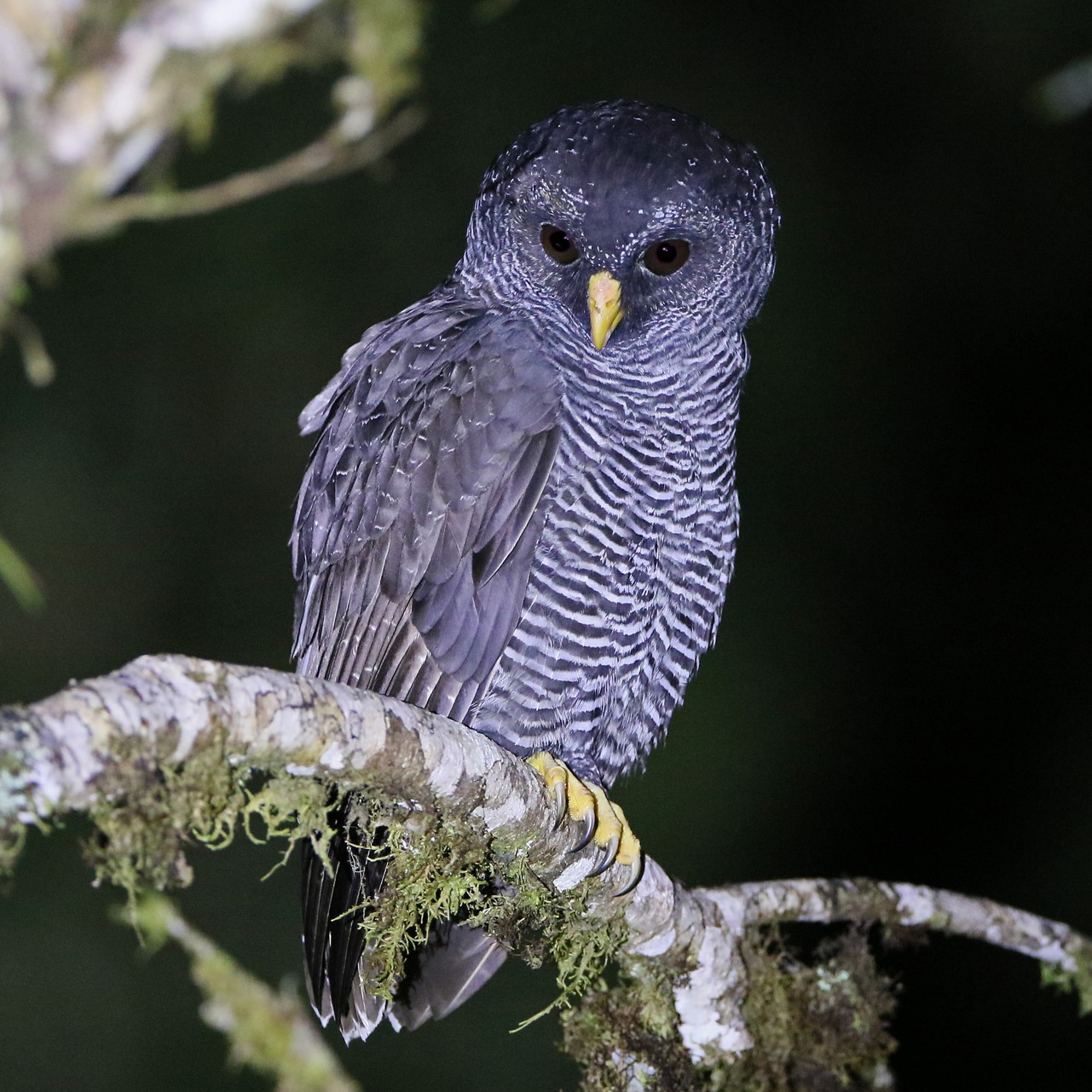 Black Banded Owl Stock Photo Of Black Owl (Strix Huhula) Portrait,