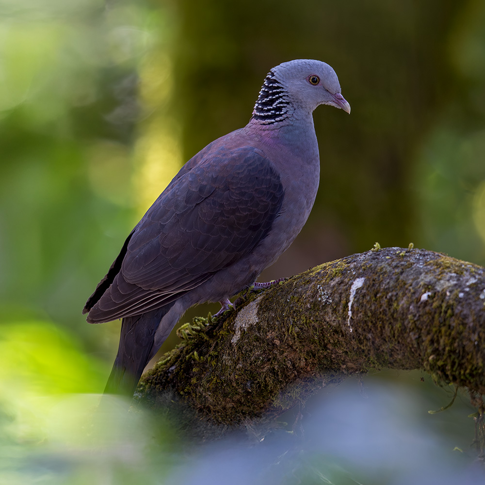 Nilgiri Wood Pigeon Male