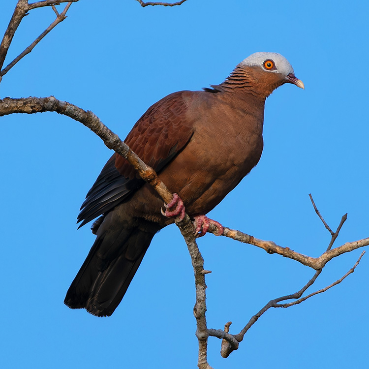 Gap Pigeon