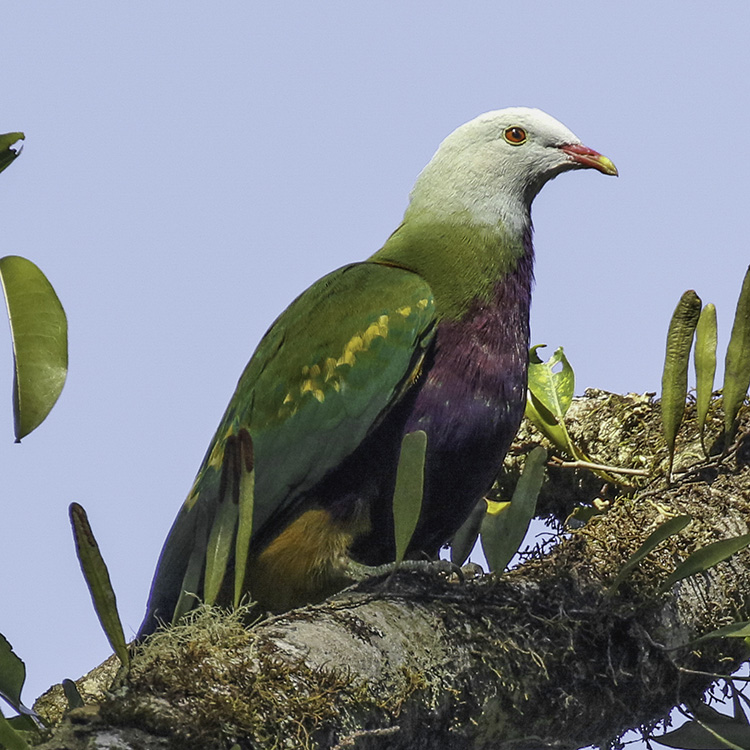 Wompoo Fruit Dove