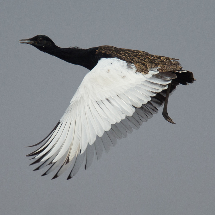 Bengal Florican
