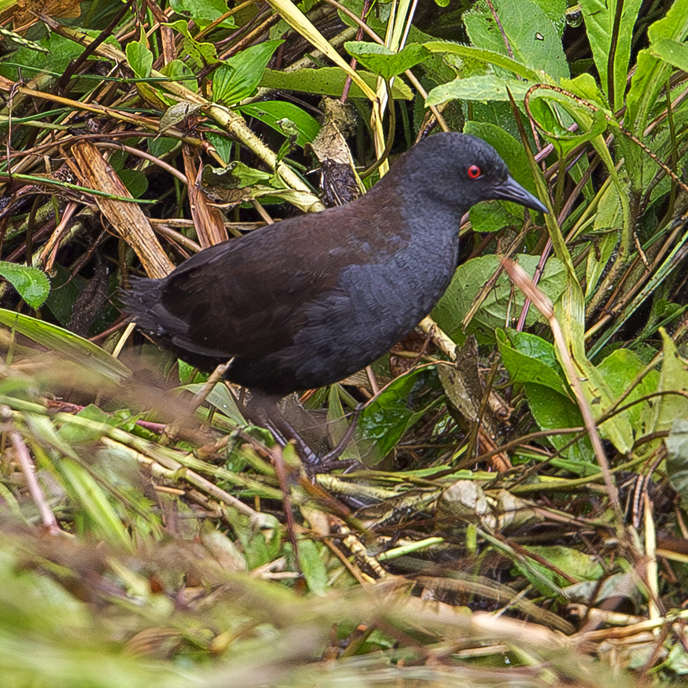 Galapagos Rail