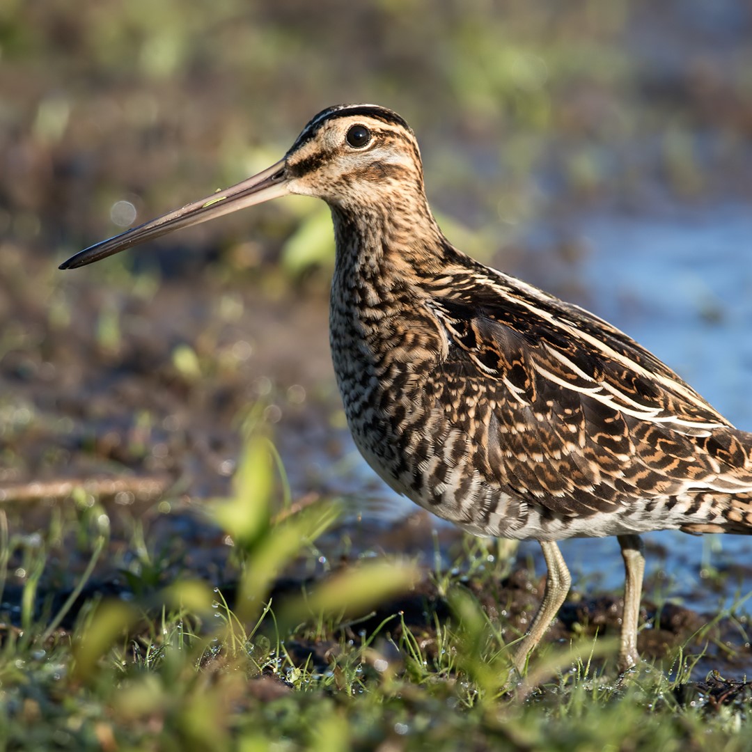 Common Snipe Habitat Images
