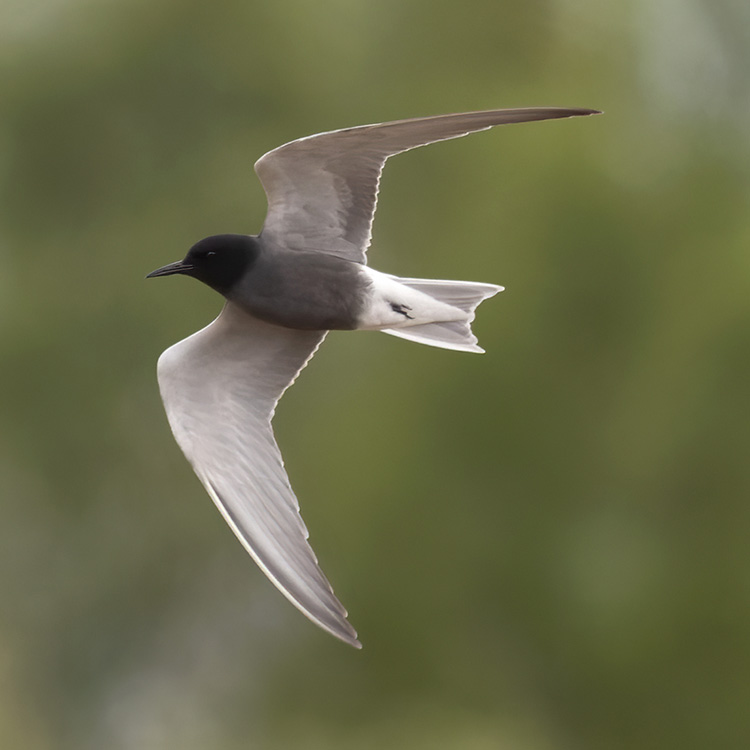 Black Tern