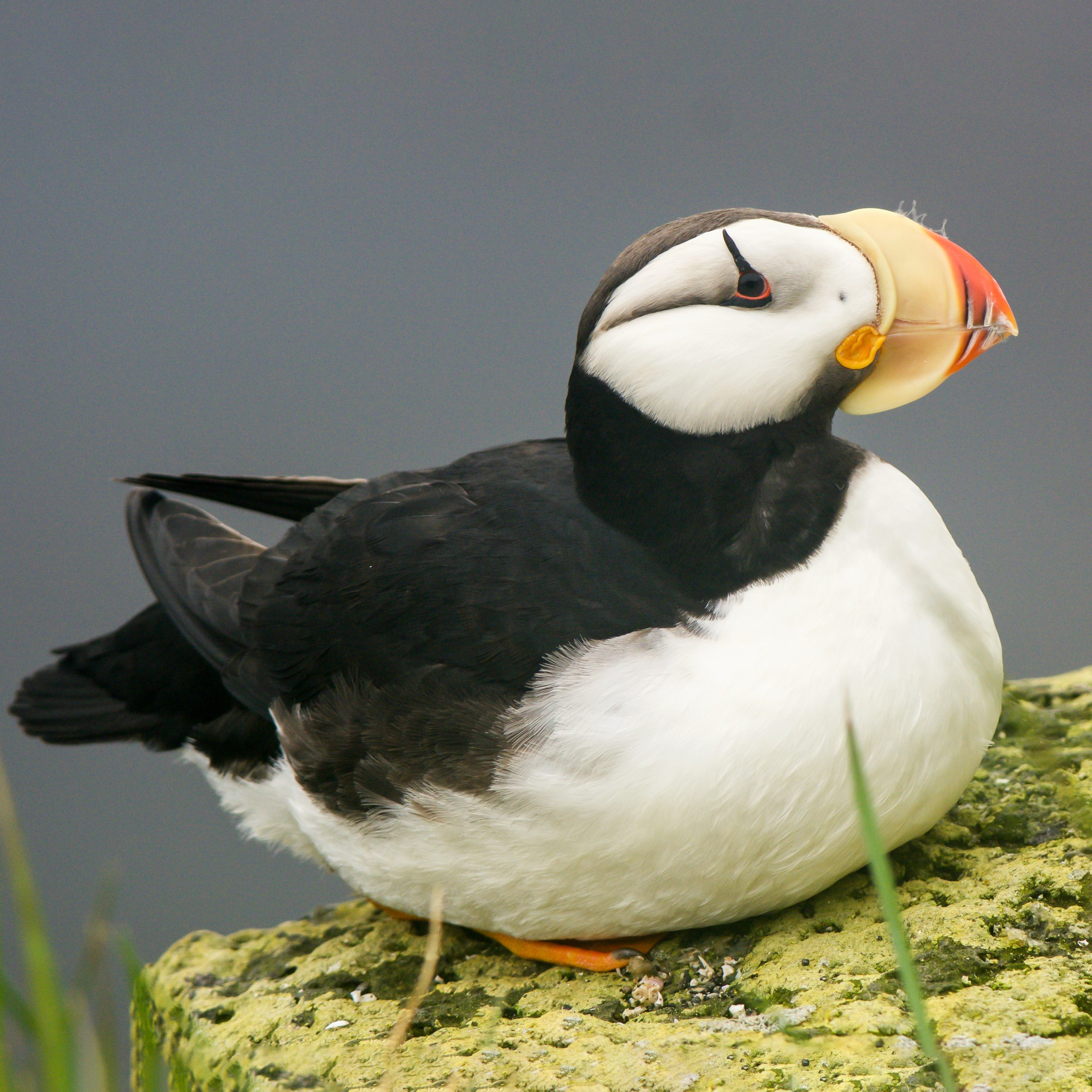 Horned Puffin Horned Puffin EBird