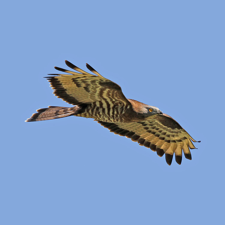 Honey Buzzard