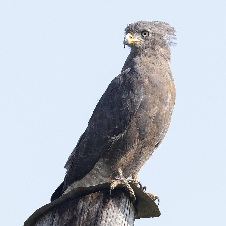 Western Banded Snake Eagle African Bird Club