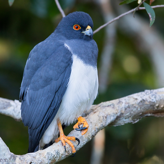 Goshawk