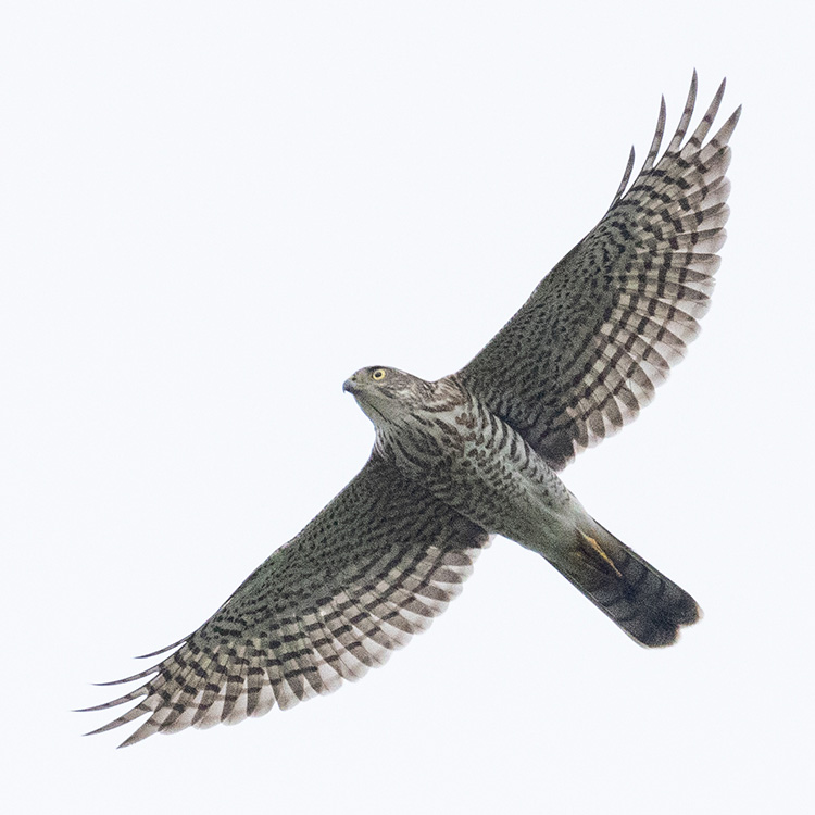 Sparrowhawk