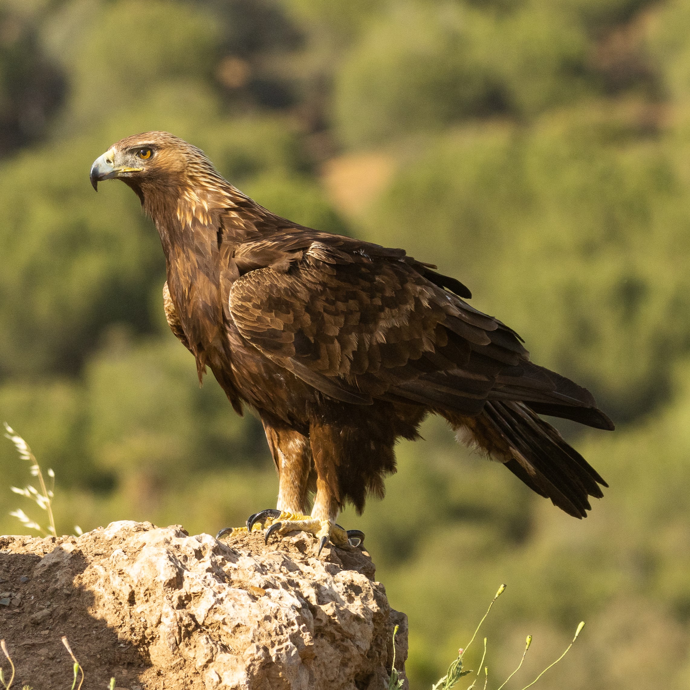 Aquila Eagle Aquila (genus) Wikipedia