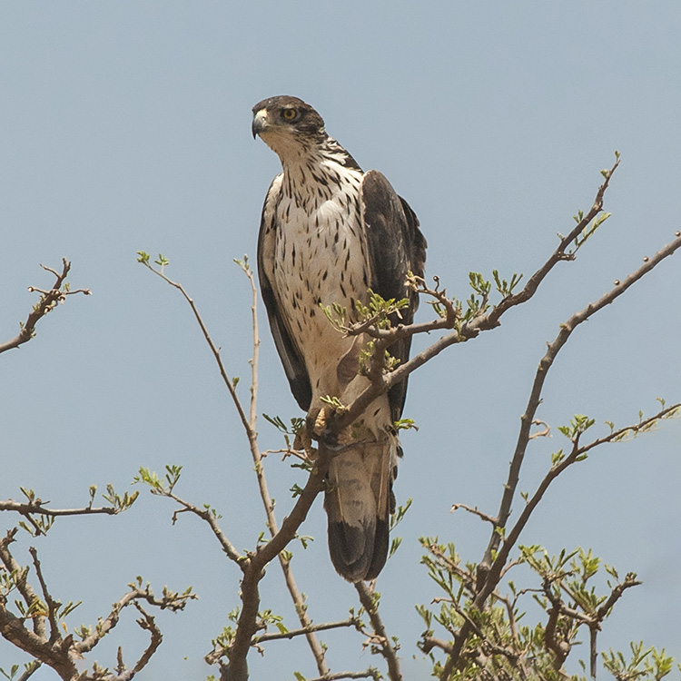 African Hawk Eagle Lifespan