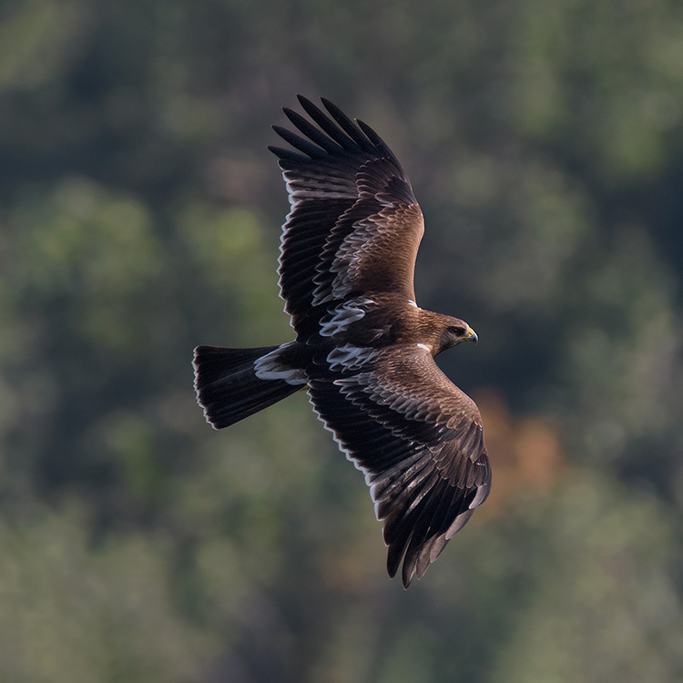 Booted Eagle In Flight